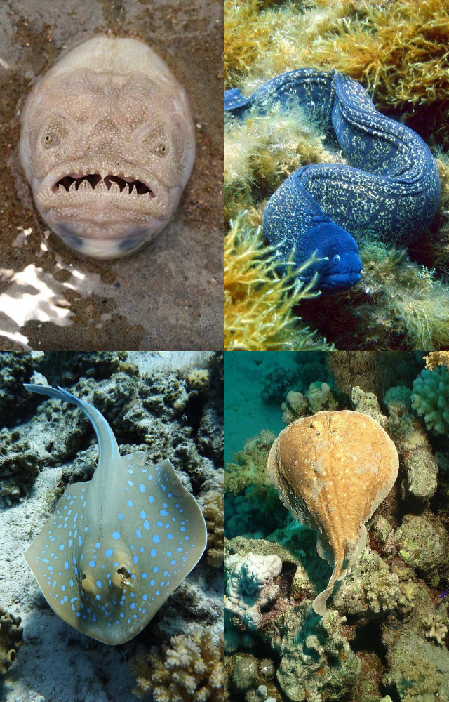 Electrifying Animals That Generate Power