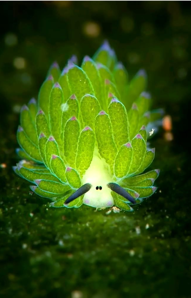 Animals That Use Photosynthesis to Survive