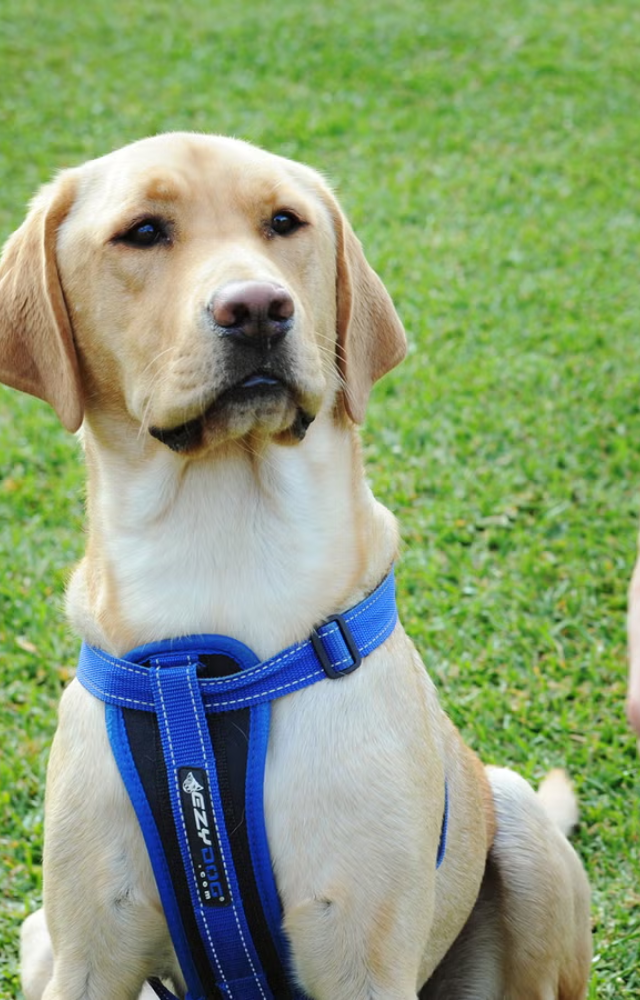 Animals With Higher Iq Than Humans