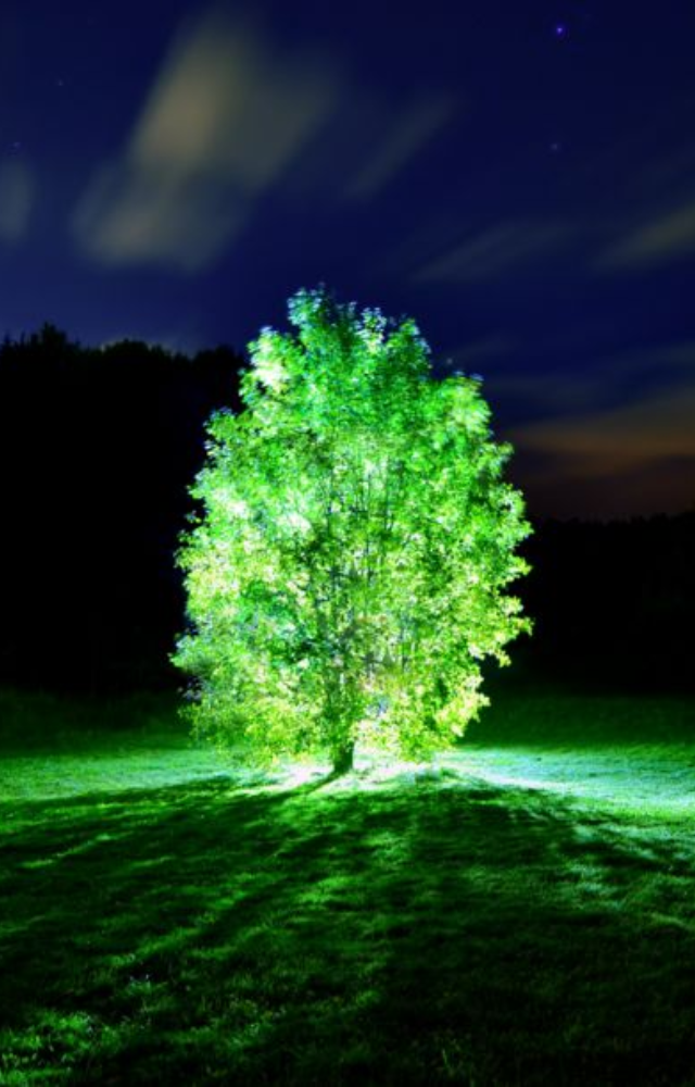 7 Glowing Forests That Light Up Naturally