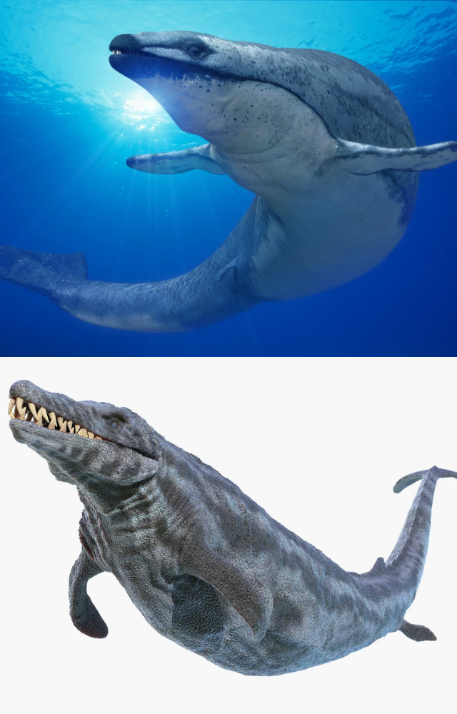 Leedsichthys Size Compared To Blue Whale