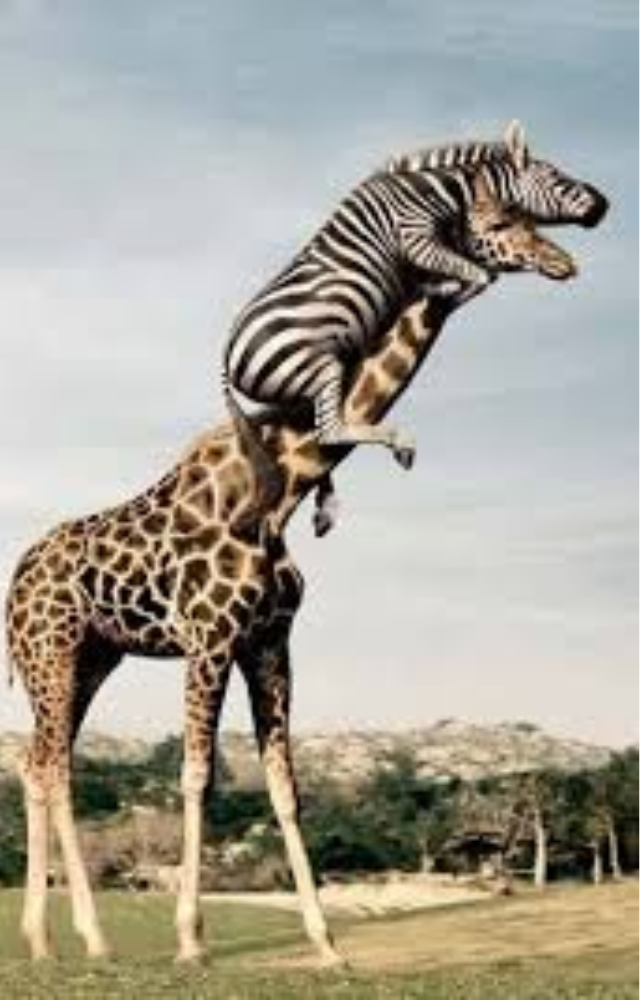 7 Stunning Real Animal Stunts Revealed