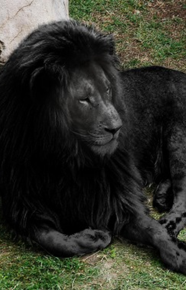 Viral Black Lion Image Wasn`t Real
