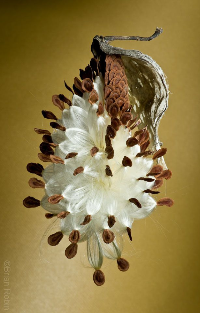 Plants That Explode to Spread Seeds