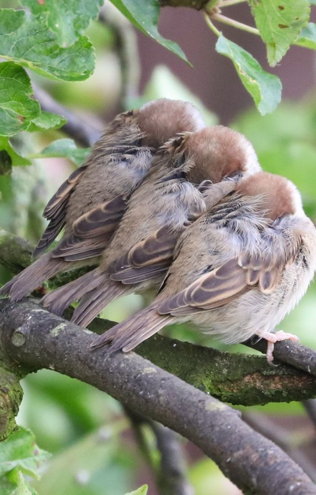 Sky Sleepers - Birds That Nap Mid-Air