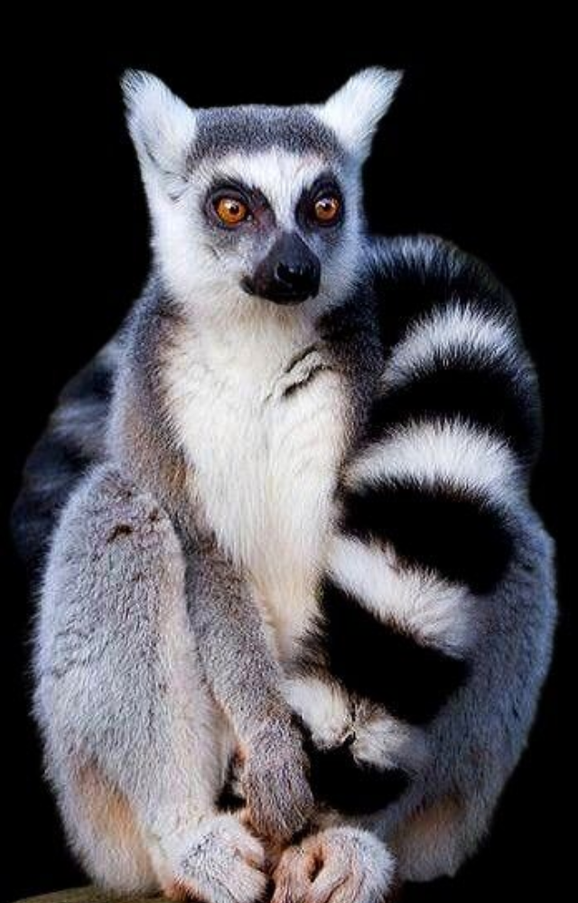 7 Animals Immune to Deadly Toxins