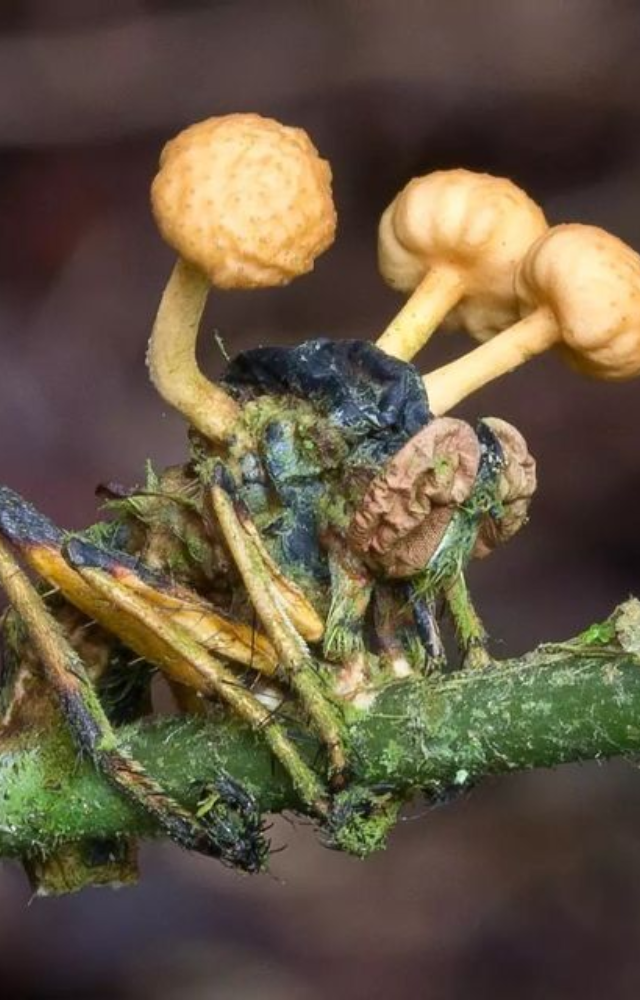 Fungi That Turn Insects Into Zombies