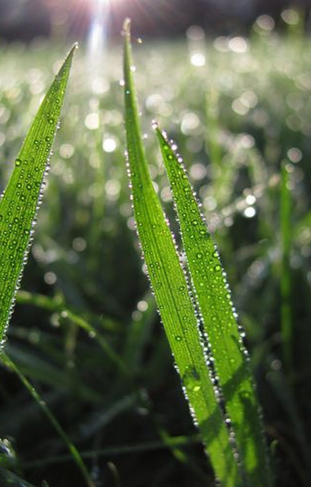 Sharp Grasses That Can Cut Skin