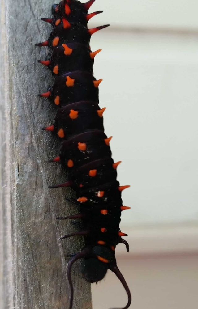 Trap-Building Insects You Didn`t Know About