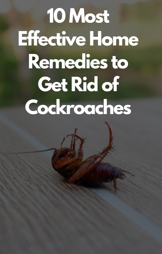 7 Natural Ways to Instantly Get Rid of Cockroaches