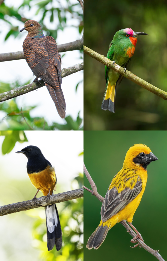 7 Rare and Exotic Birds Found in Southeast Asia