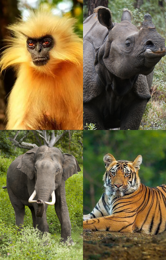 7 Wild Animals You Must See in Assam