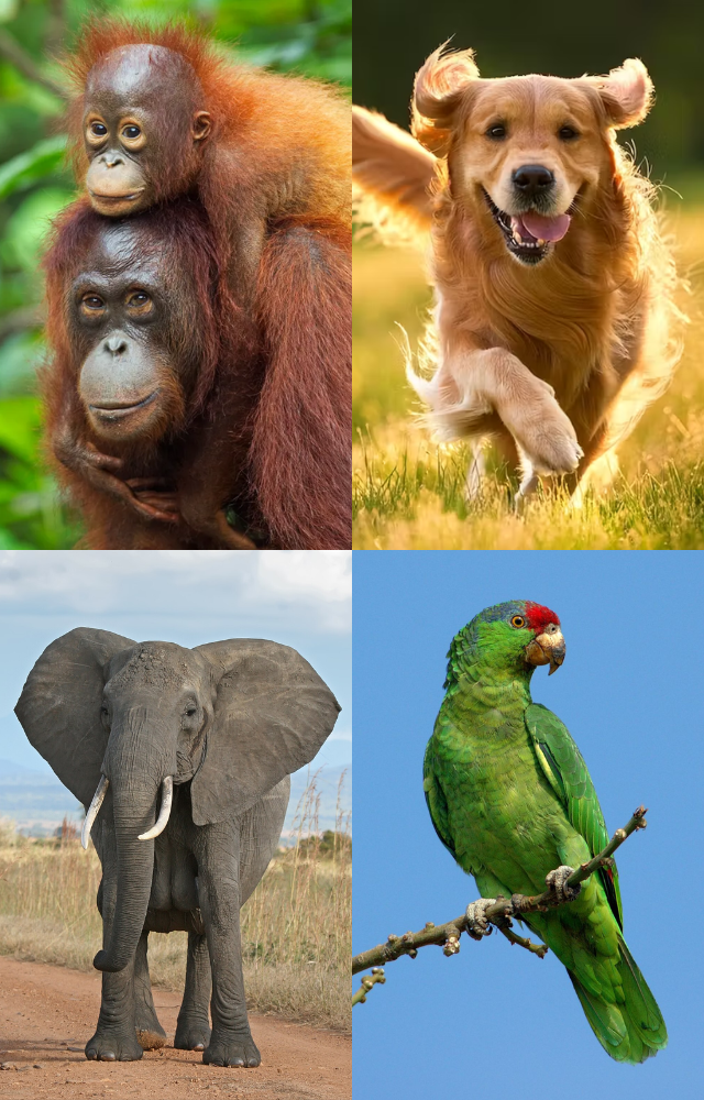 Top 7 Super-Intelligent Animals That Learn Fast