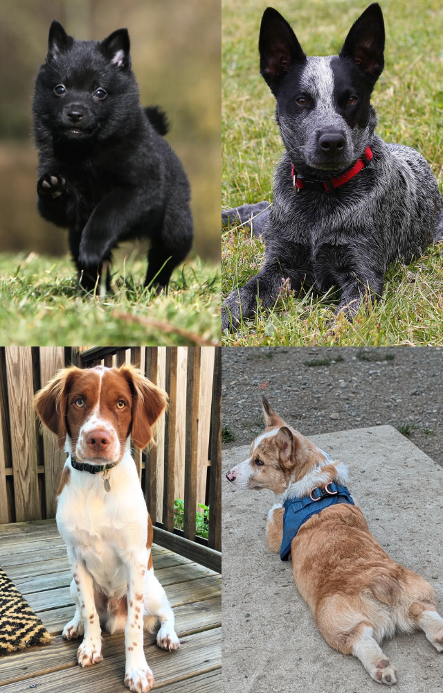 7 Dog Breeds Without Tails You Should Know About