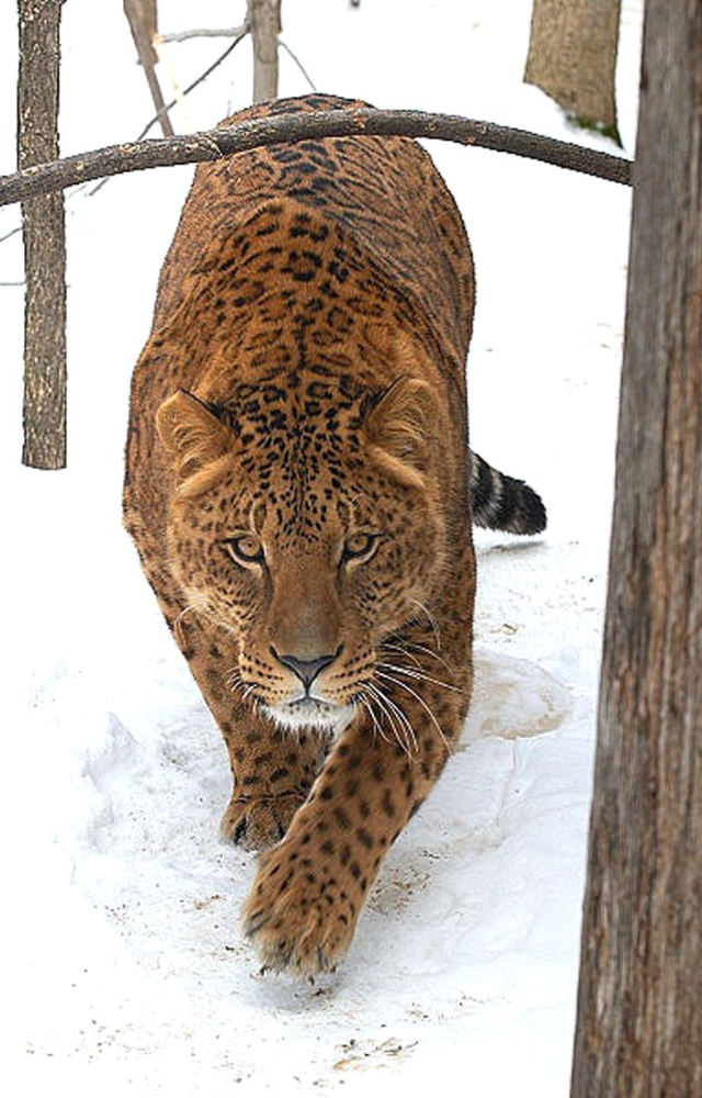 Leopon Lion Leopard Hybrid