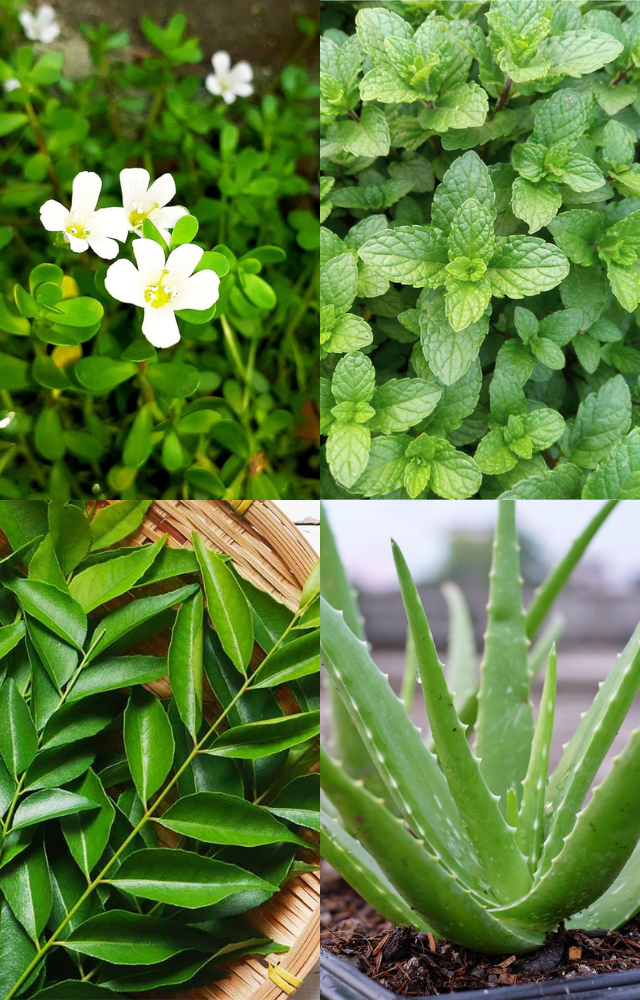 7 Medicinal Plants to Grow at Home This Monsoon