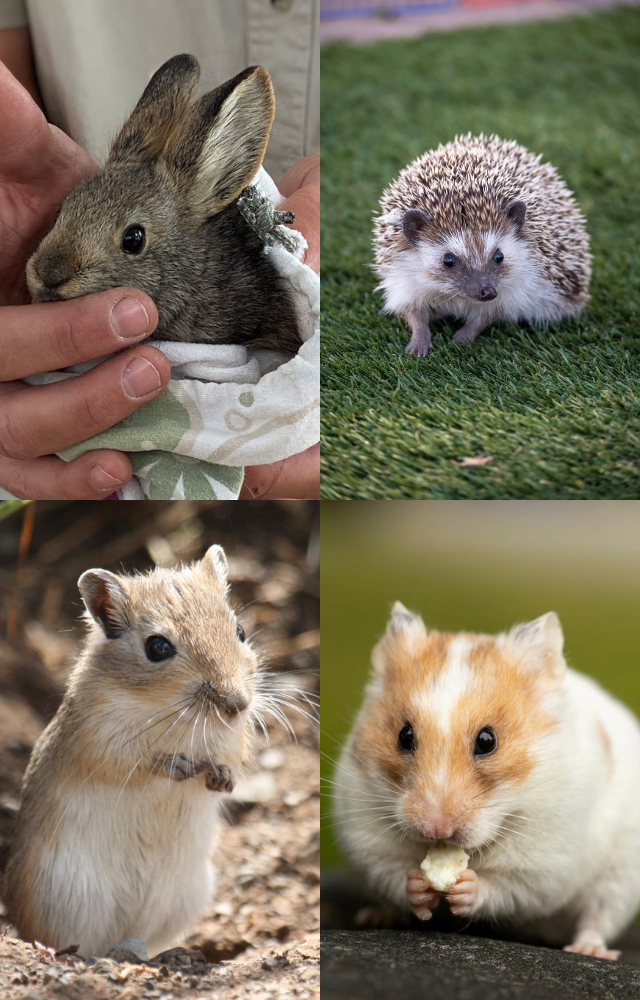 7 Cutest Pocket-Sized Pet Animals You Can Carry